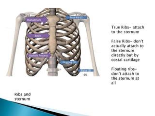 Bones artifact | PPTX | Death, Injury, or Military Conflict | Sensitive ...