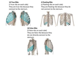 Bones artifact | PPTX | Death, Injury, or Military Conflict | Sensitive ...