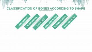 bones classification.pptx types of bones | PPTX
