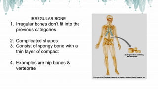bones classification.pptx types of bones | PPTX