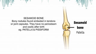 bones classification.pptx types of bones | PPTX