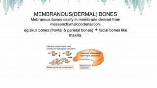 bones classification.pptx types of bones | PPTX