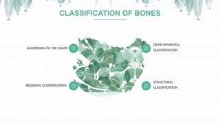 bones classification.pptx types of bones | PPTX