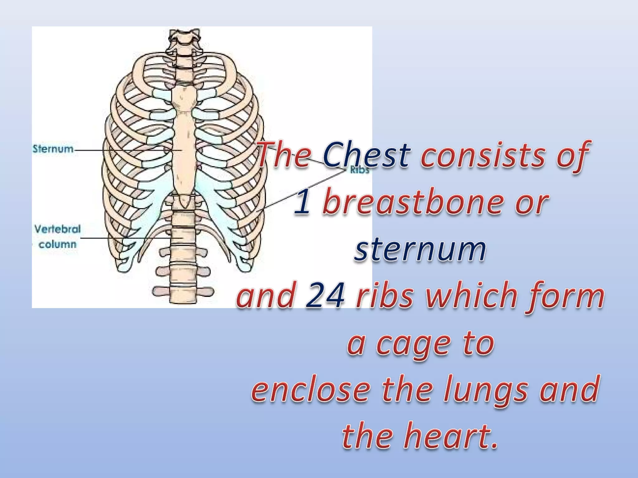 Bones in our body | PPT