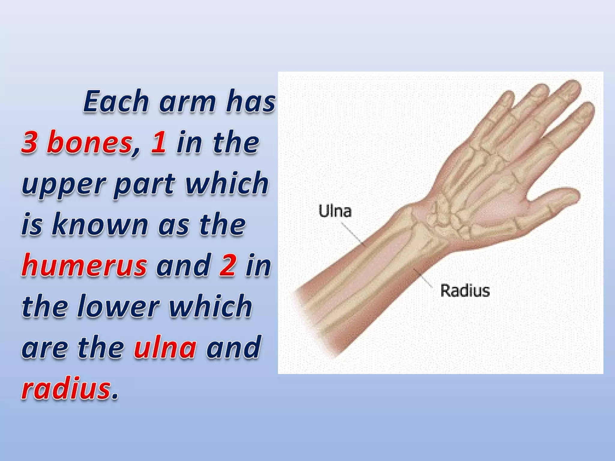 Bones in our body | PPT