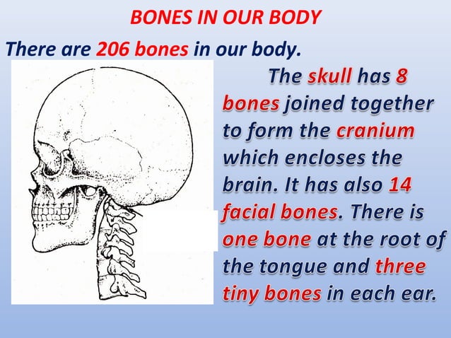 Bones in our body | PPT