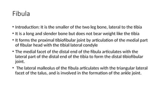 BONES IN THE LOWER LIMBS REGION and compartment .pptx