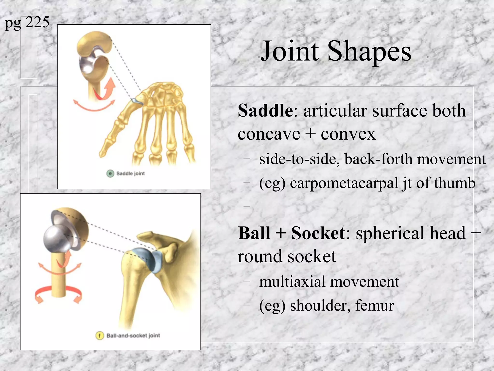 Bones, joints, muscles | PPT