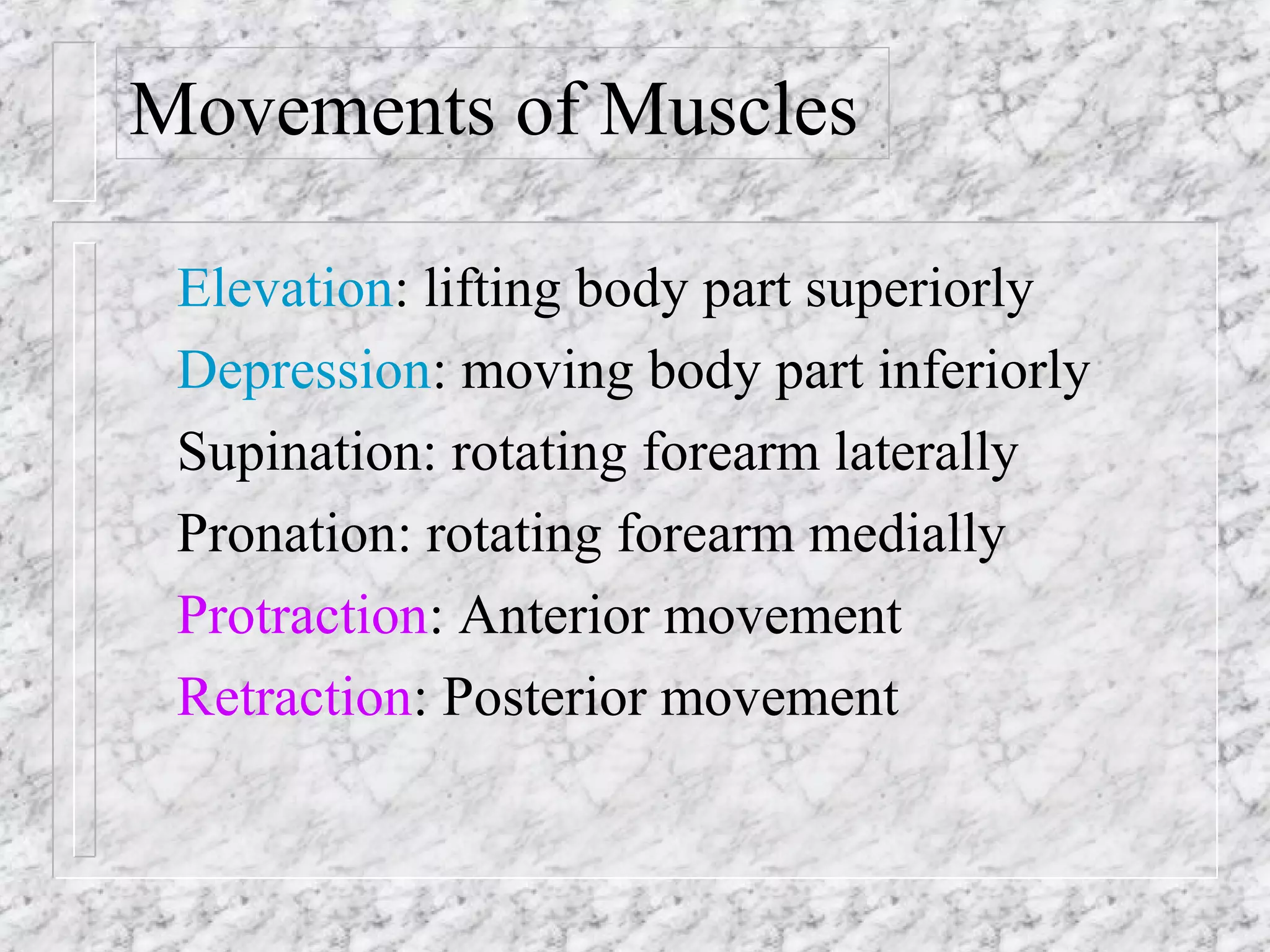 Bones, joints, muscles | PPT