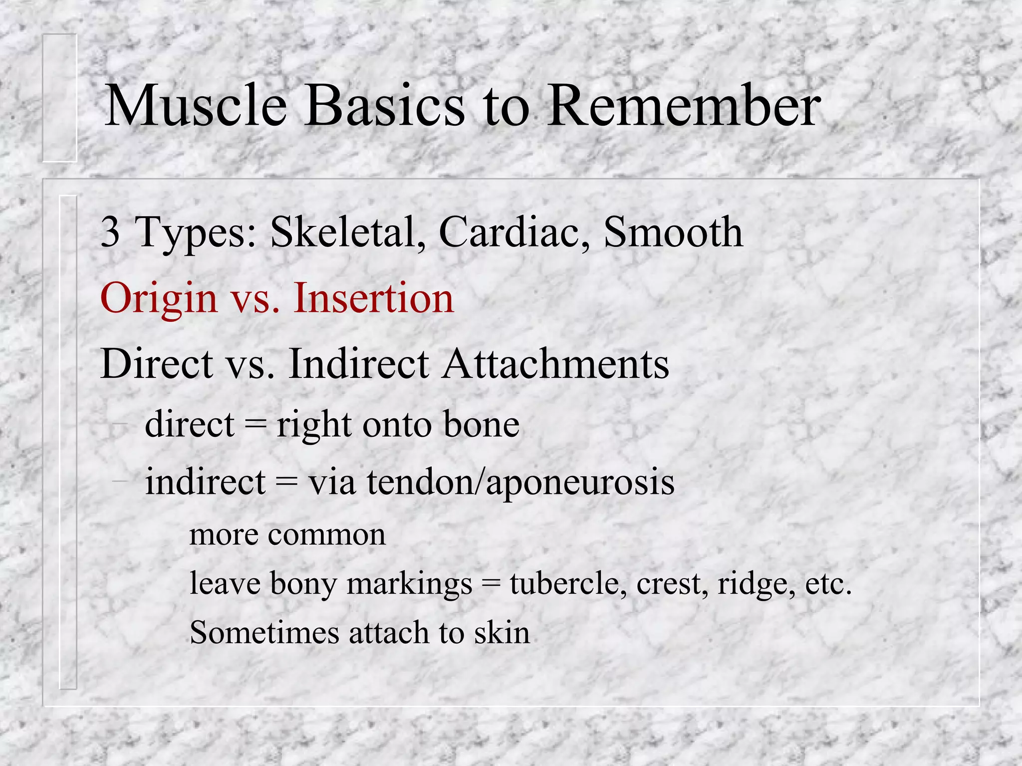Bones, joints, muscles | PPT