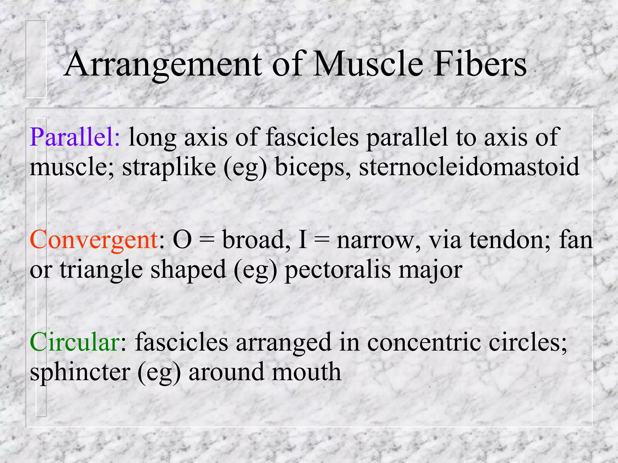 Bones, joints, muscles | PPT