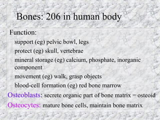Bones, joints, muscles | PPT