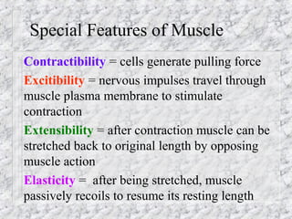 Bones, joints, muscles | PPT