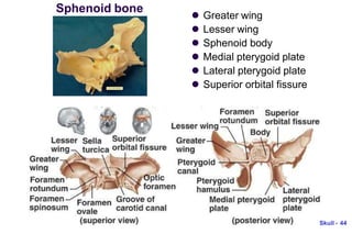Sphenoid Bone Superior View