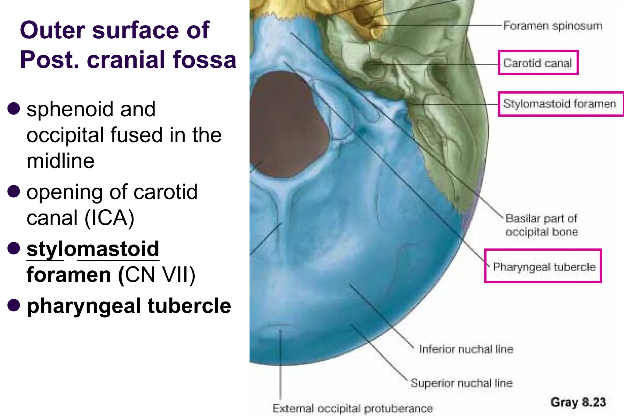 Bone_Skull.pdf