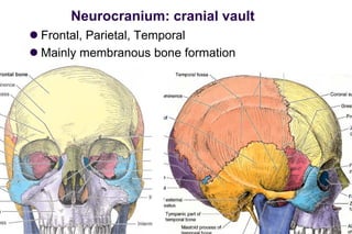 Bone_Skull.pdf