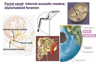 Internal Acoustic Meatus Skull