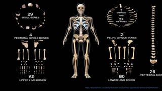 Classification of Bones anatomy, bone types | PPTX