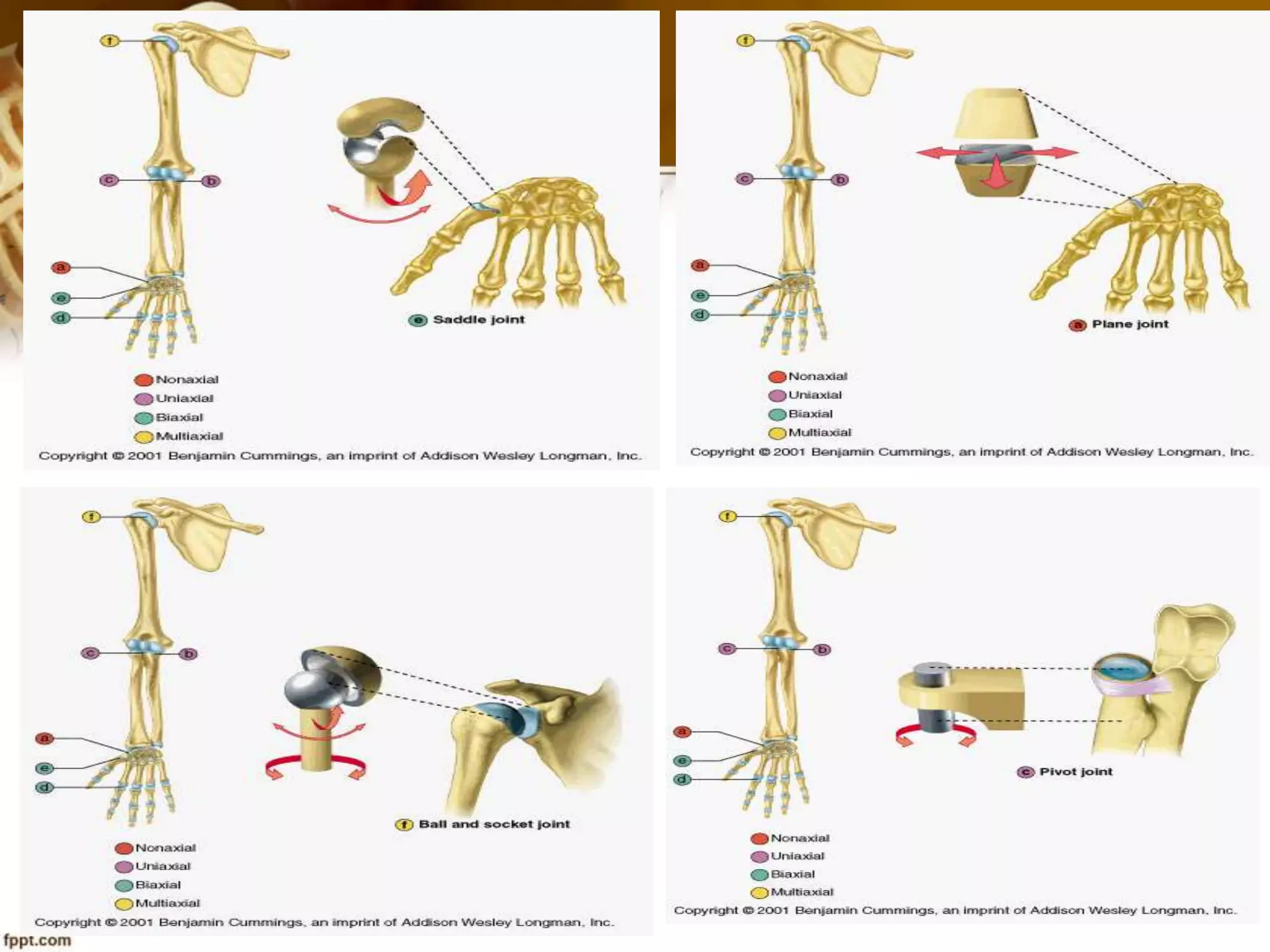 Bones, muscle and joints | PPT