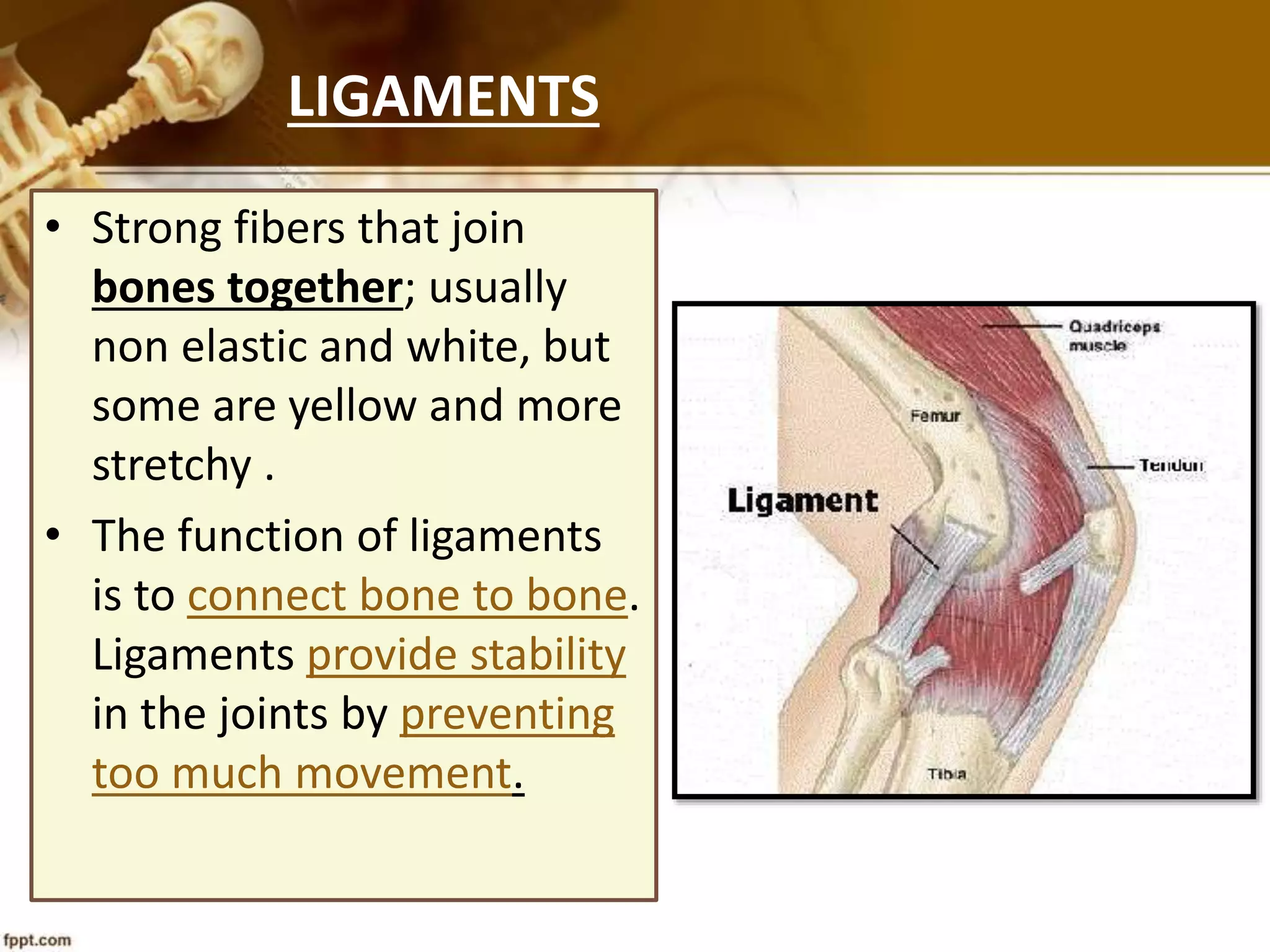 Bones, muscle and joints | PPT