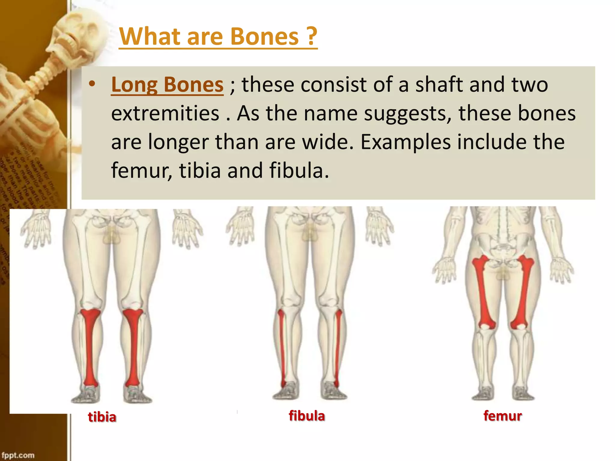 Bones, muscle and joints | PPT