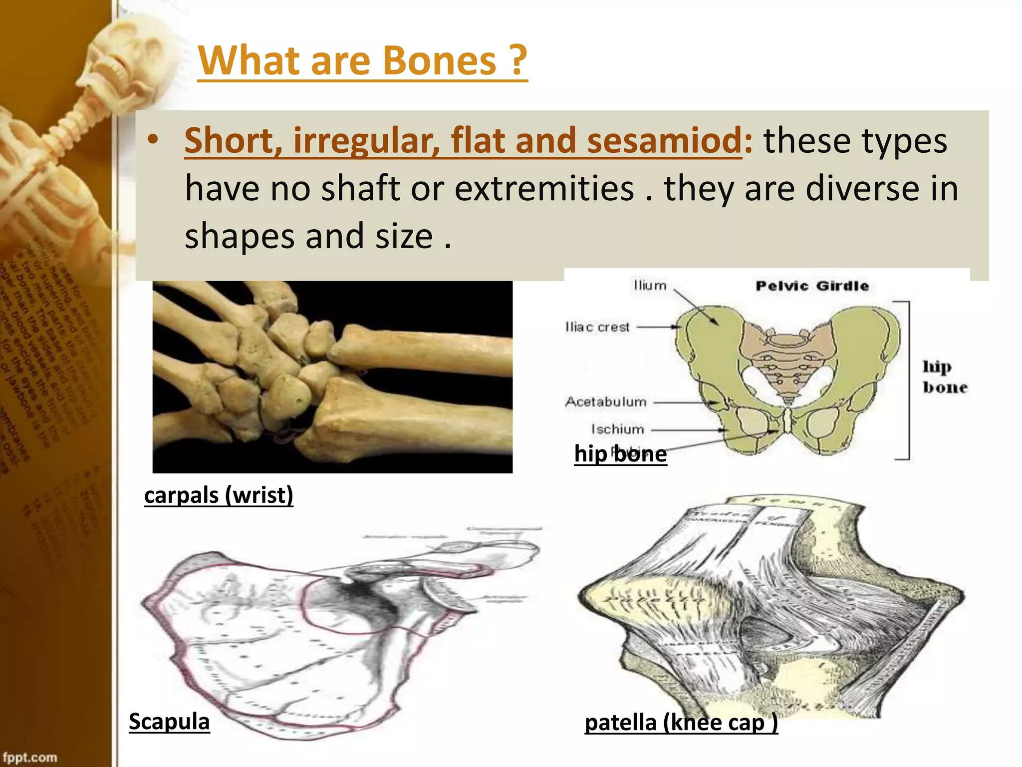 Bones, muscle and joints | PPT