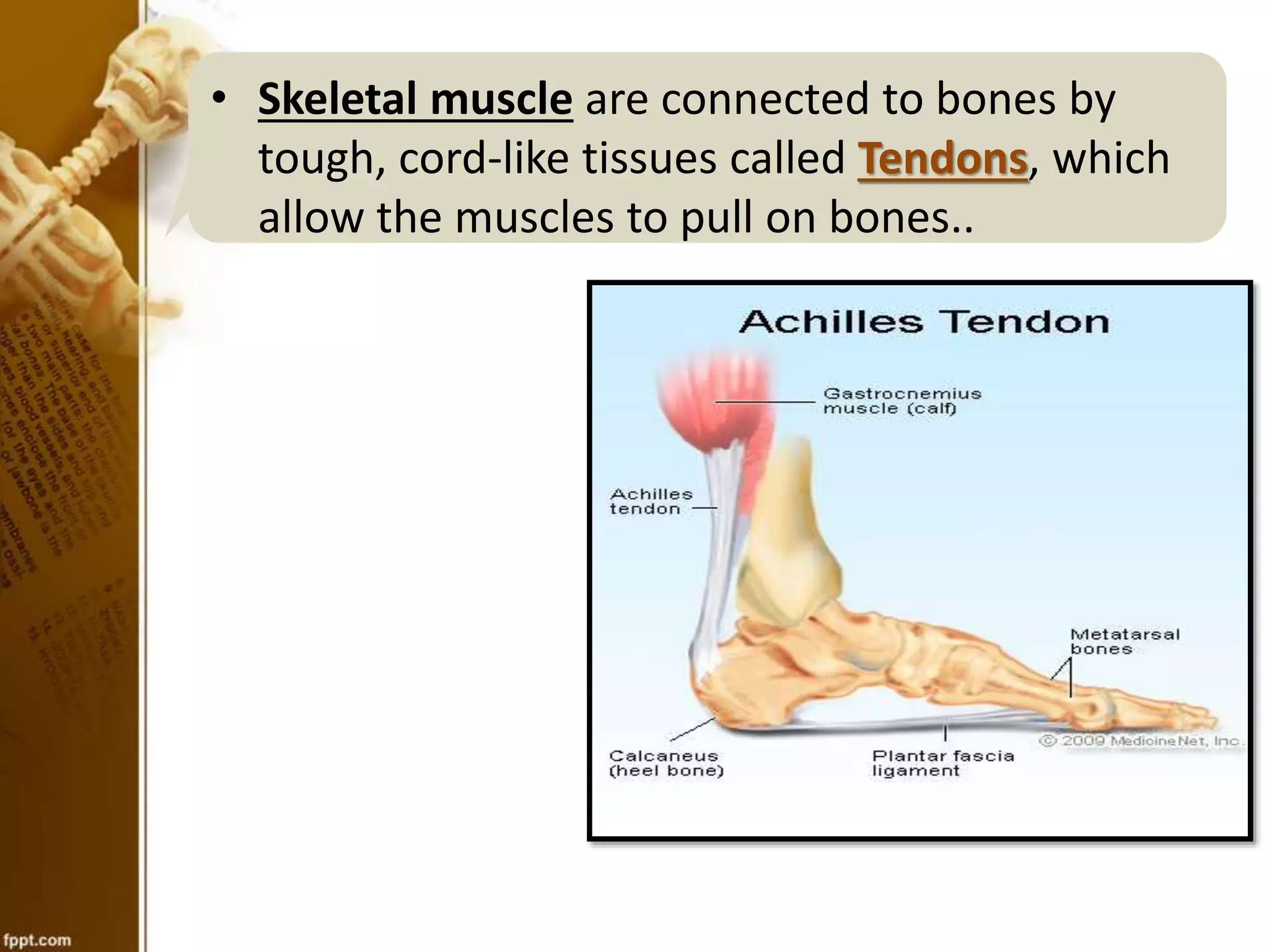 Bones muscle and joints ~ | PPTX