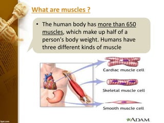 Bones muscle and joints ~ | PPTX