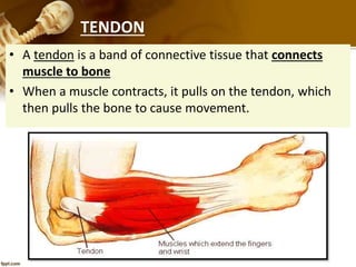 Bones muscle and joints ~ | PPTX