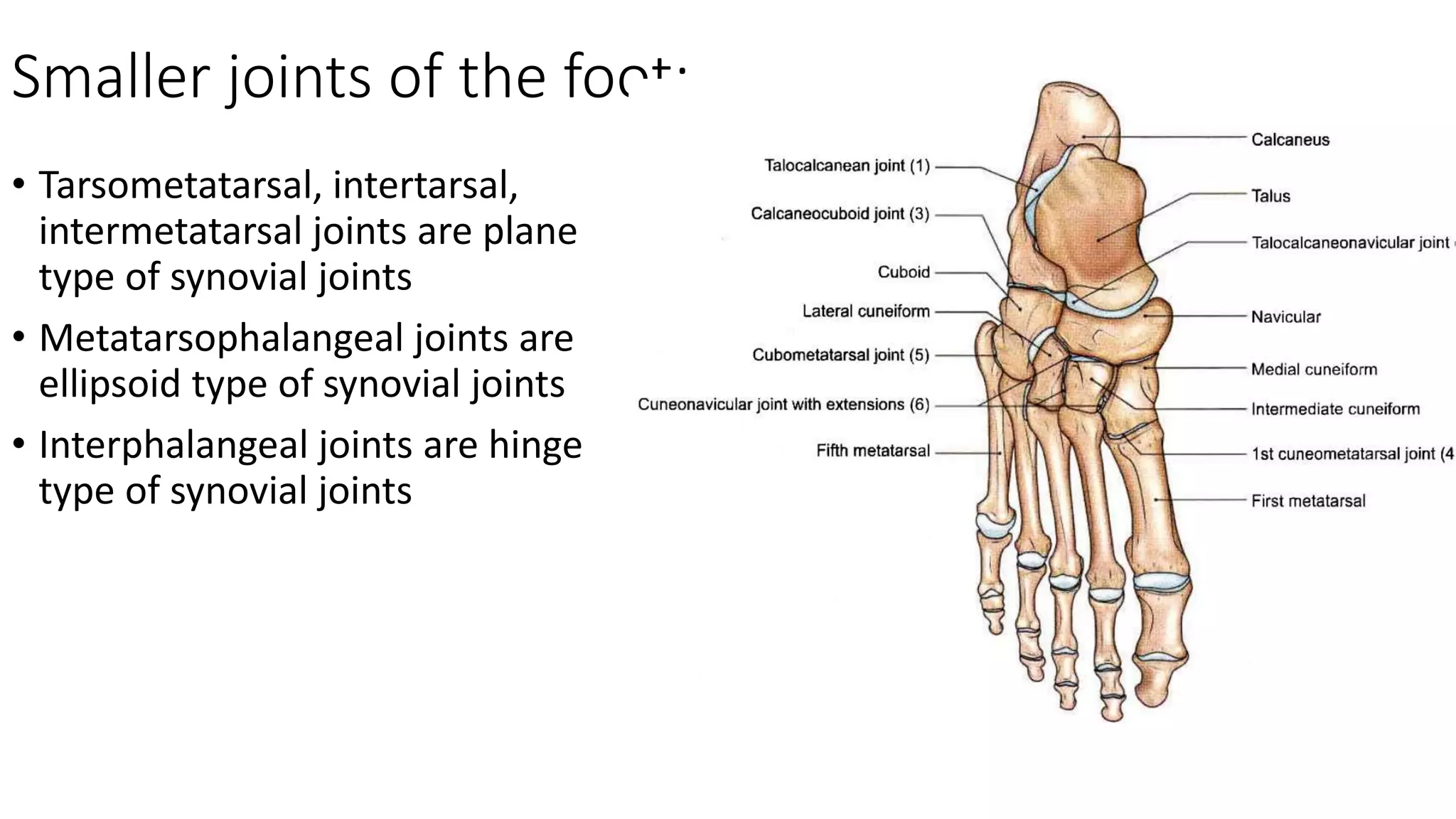 Bones of foot | PPTX