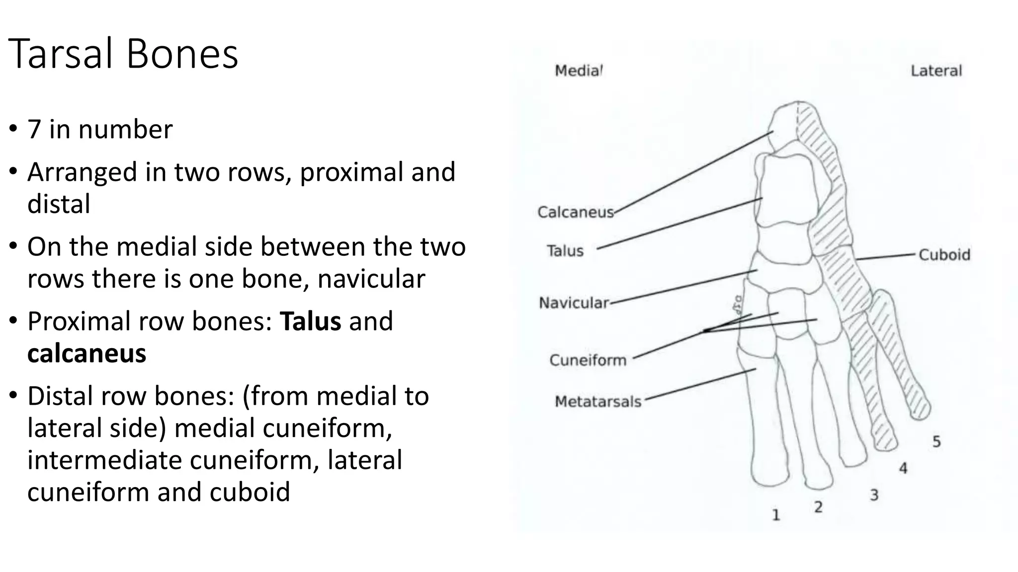 Bones of foot | PPTX