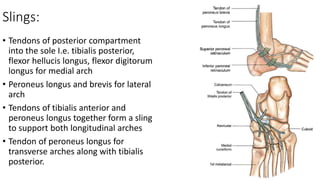 Bones of foot | PPTX
