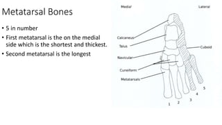 Bones of foot | PPTX