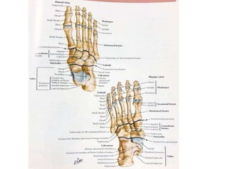 BONES OF FOOT anatomy presentation pptx 2 | PPTX | Foot Health ...