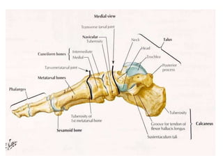 BONES OF FOOT anatomy presentation pptx 2 | PPTX