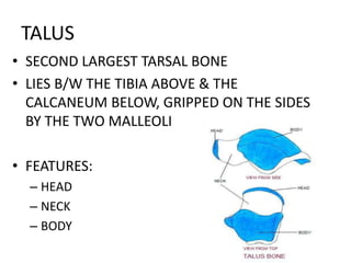 BONES OF FOOT anatomy presentation pptx 2 | PPTX | Foot Health ...