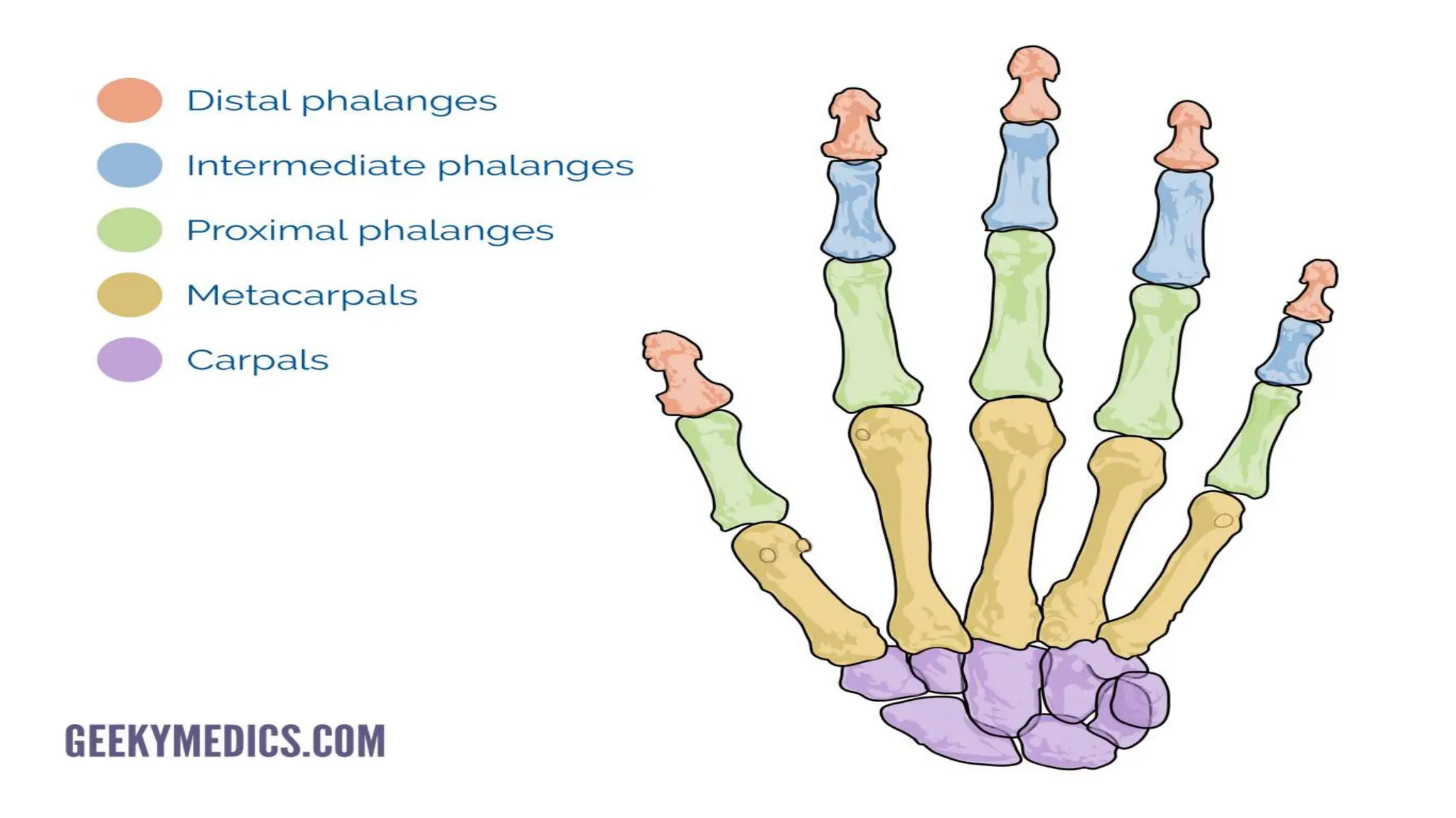 Bones of Hand 183627813645378498364378.pptx