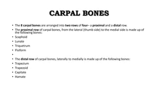 Bones of Hand 183627813645378498364378.pptx