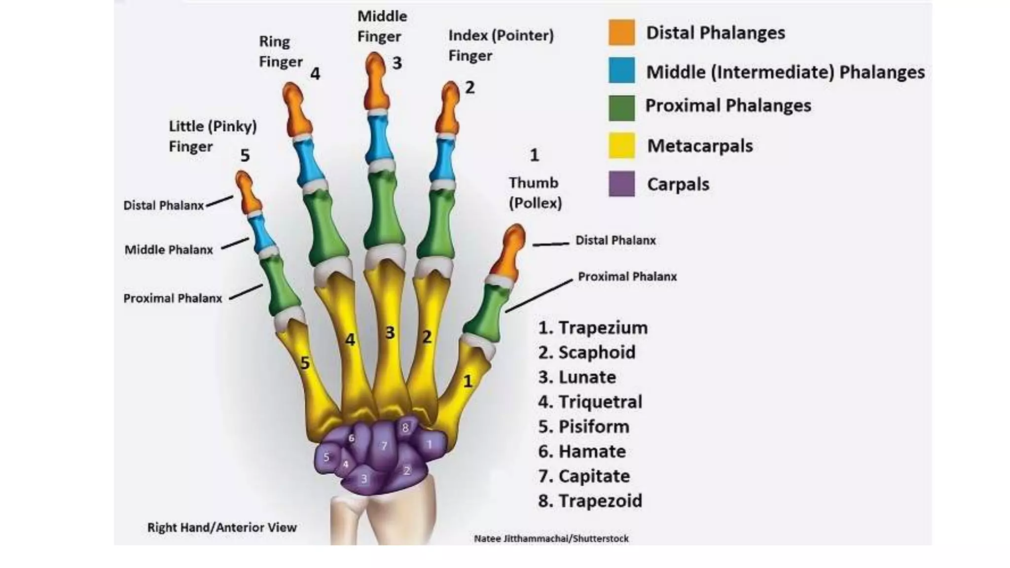 Bones of hand | PPTX