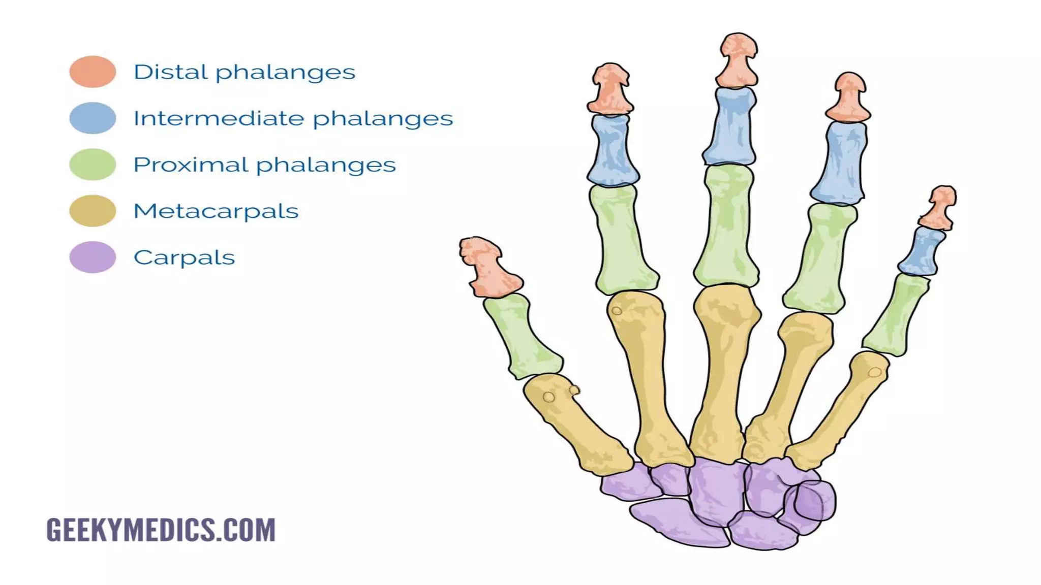 Bones of hand | PPTX