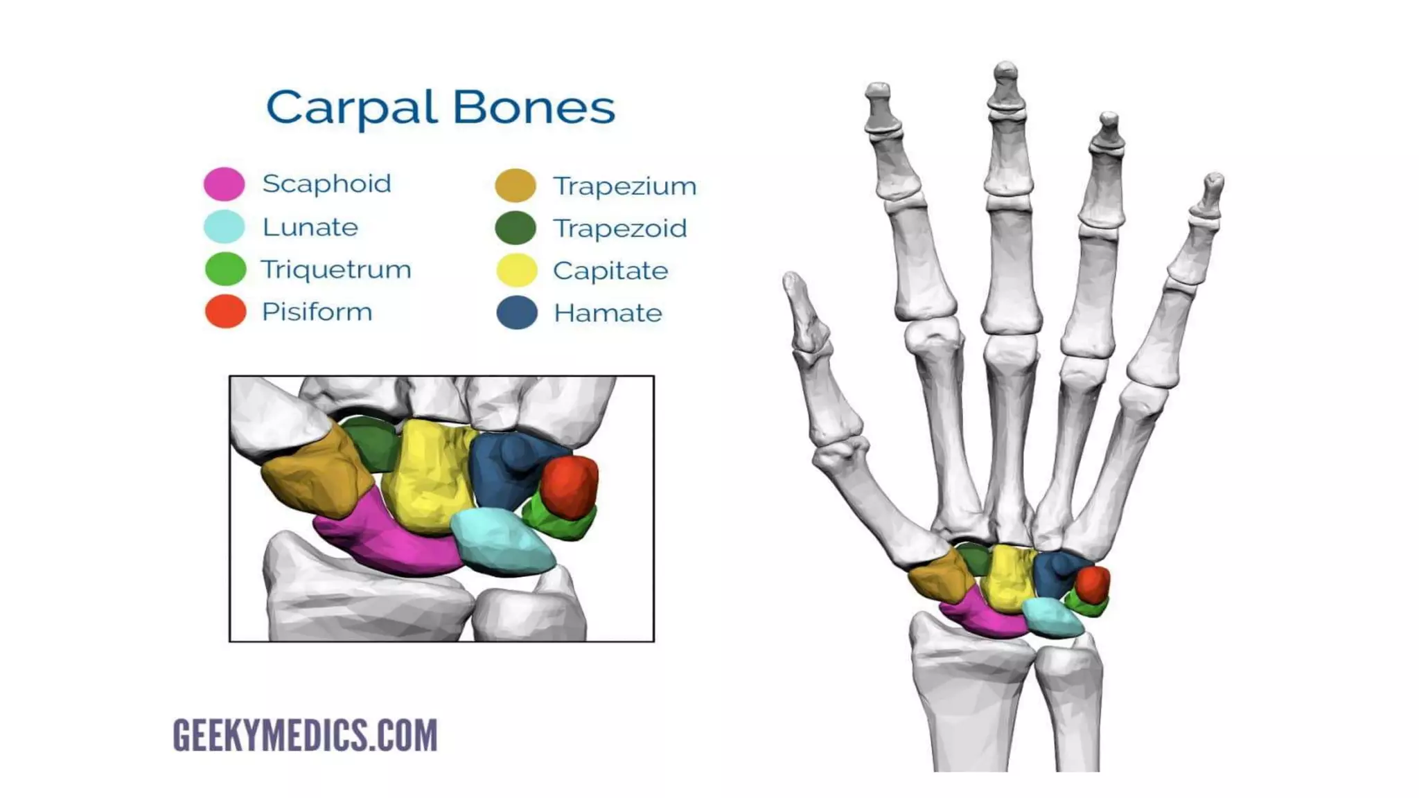 Bones of hand | PPTX