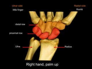 Bones Of Hand12345678912345671234567 .pptx