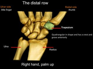 Bones Of Hand12345678912345671234567 .pptx