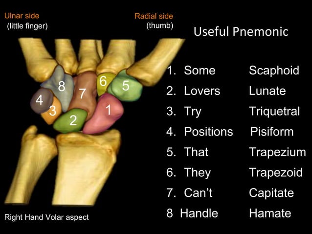 Bones Of Hand12345678912345671234567 .pptx