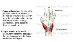 Lecture titled Bones of hand physio.pptx