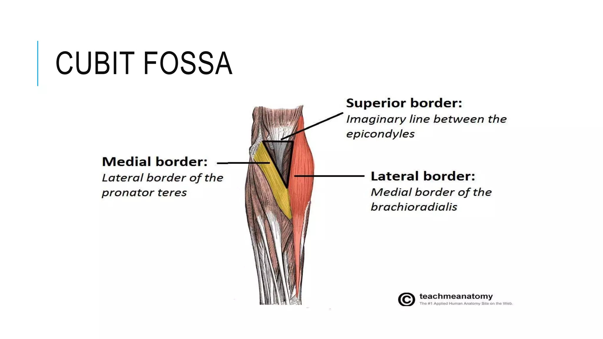 Bones of hand and anatomical spaceas | PPTX