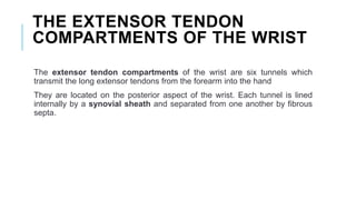 Bones of hand and anatomical spaceas | PPTX