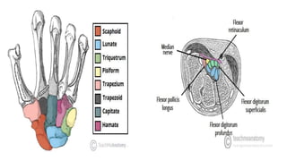 Bones of hand and anatomical spaceas | PPTX
