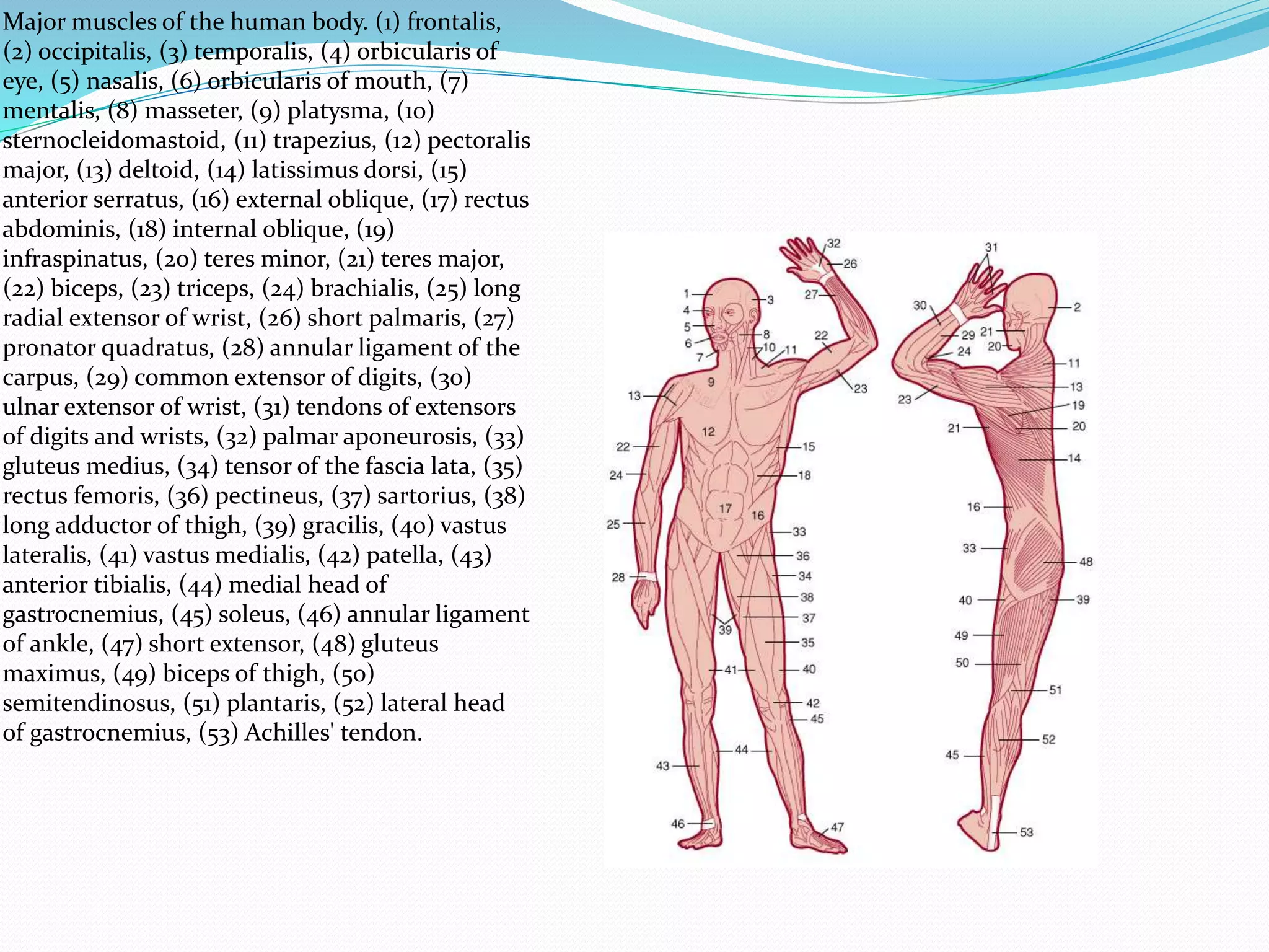 Bones of human body | PPTX