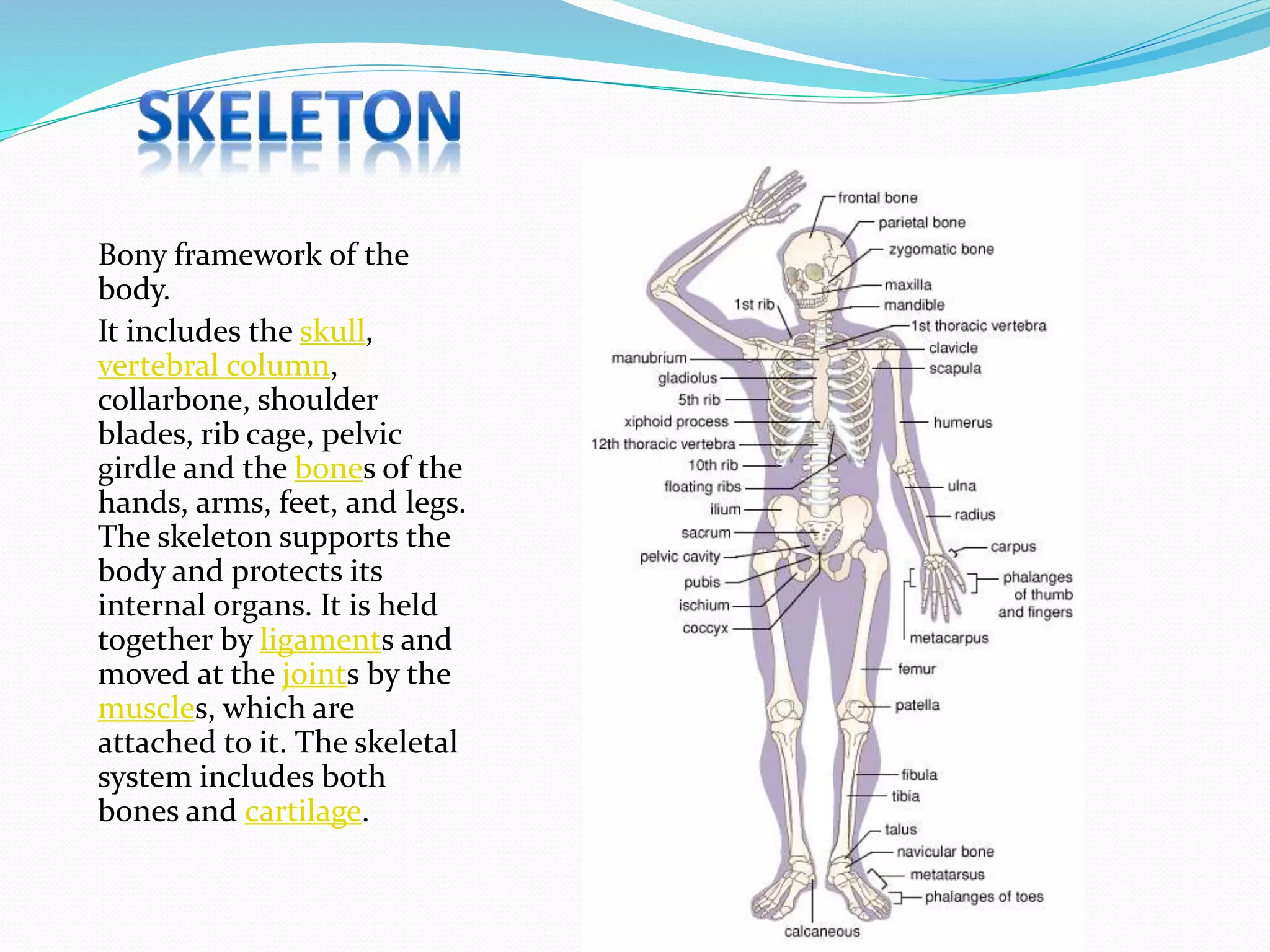 Bones of human body | PPTX